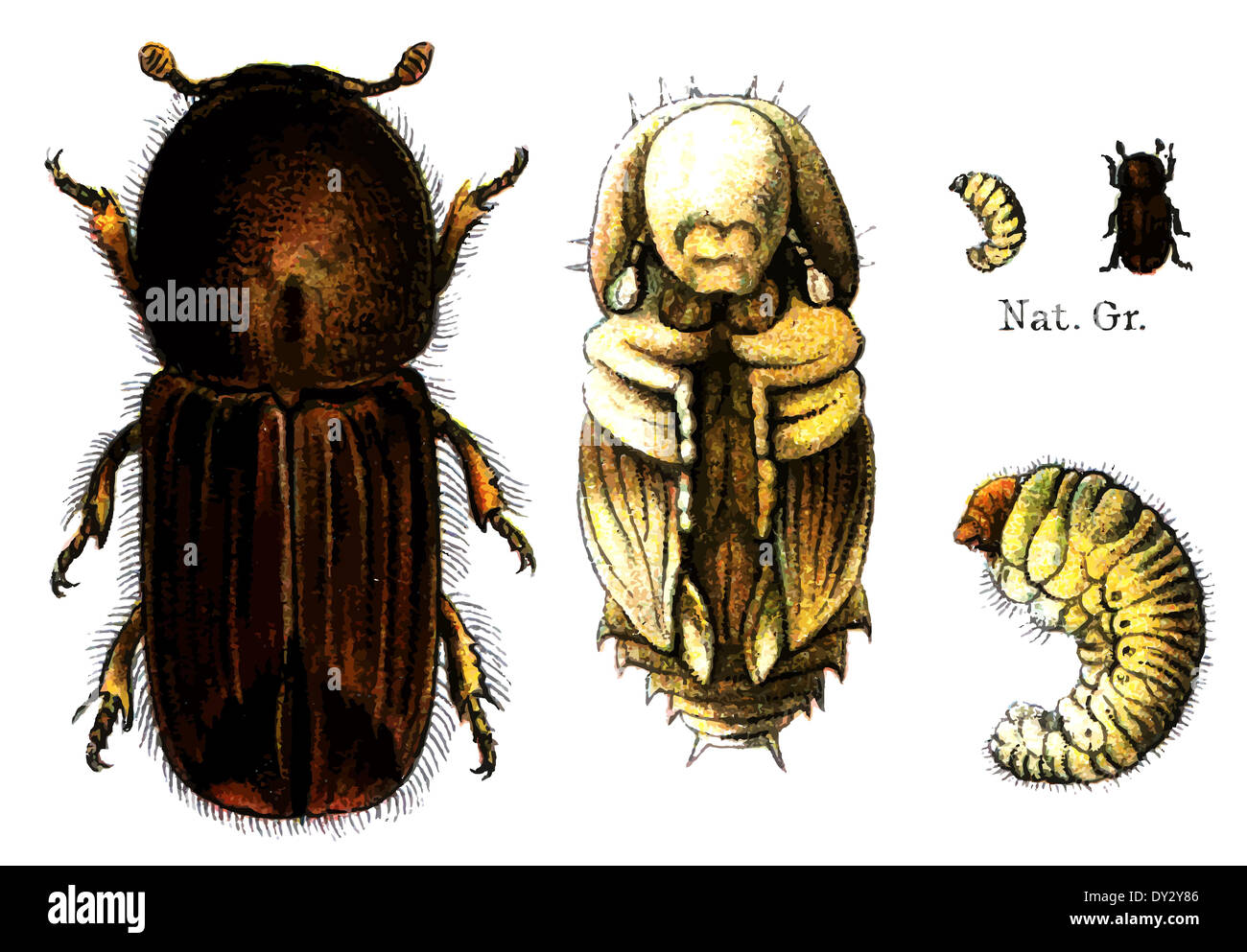 Insect European spruce bark beetle (Ips typographus Stock Photo - Alamy