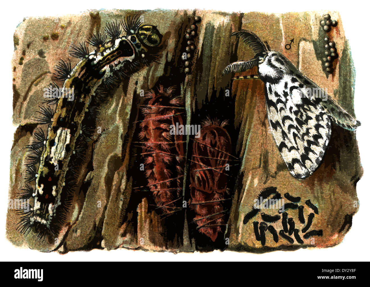 Black arches moth hi-res stock photography and images - Alamy