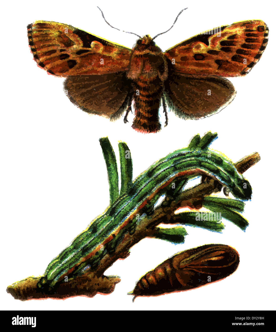 Insect Pine Beauty (Panolis flammea Stock Photo - Alamy