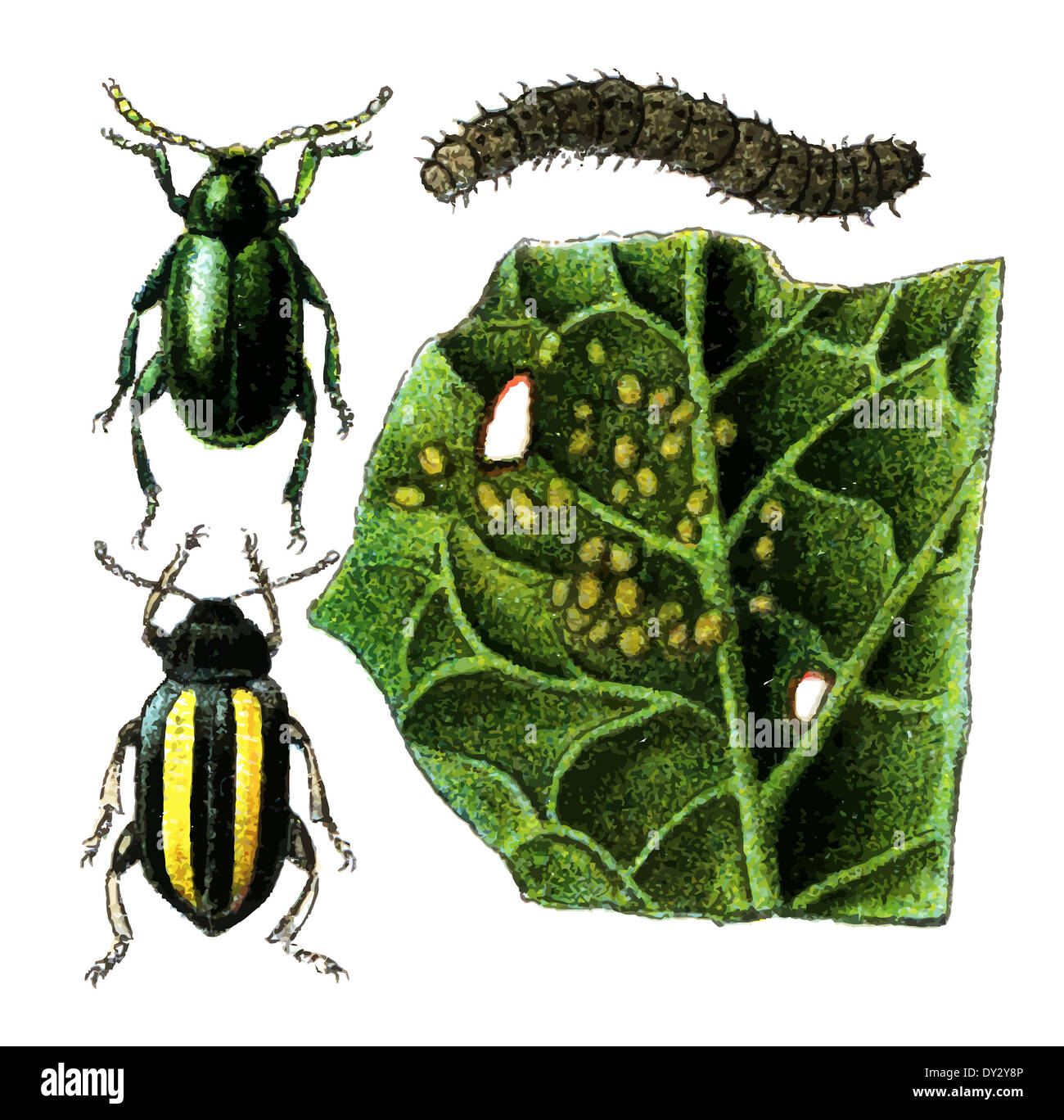 Insect and foliage Cut Out Stock Images & Pictures - Alamy