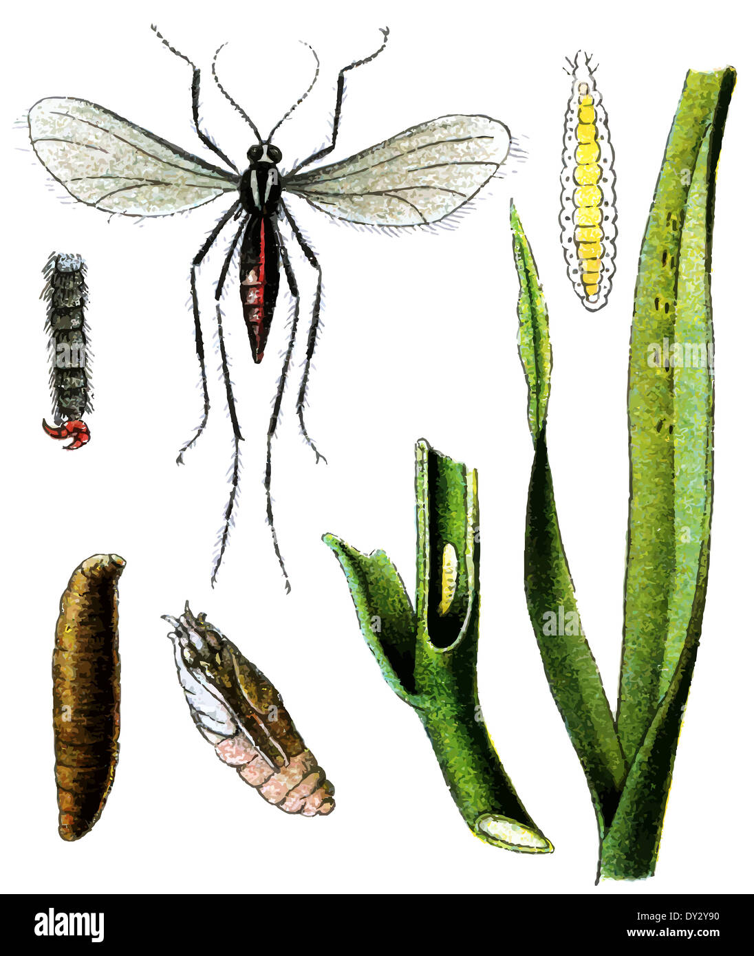 Wheat midge hi-res stock photography and images - Alamy