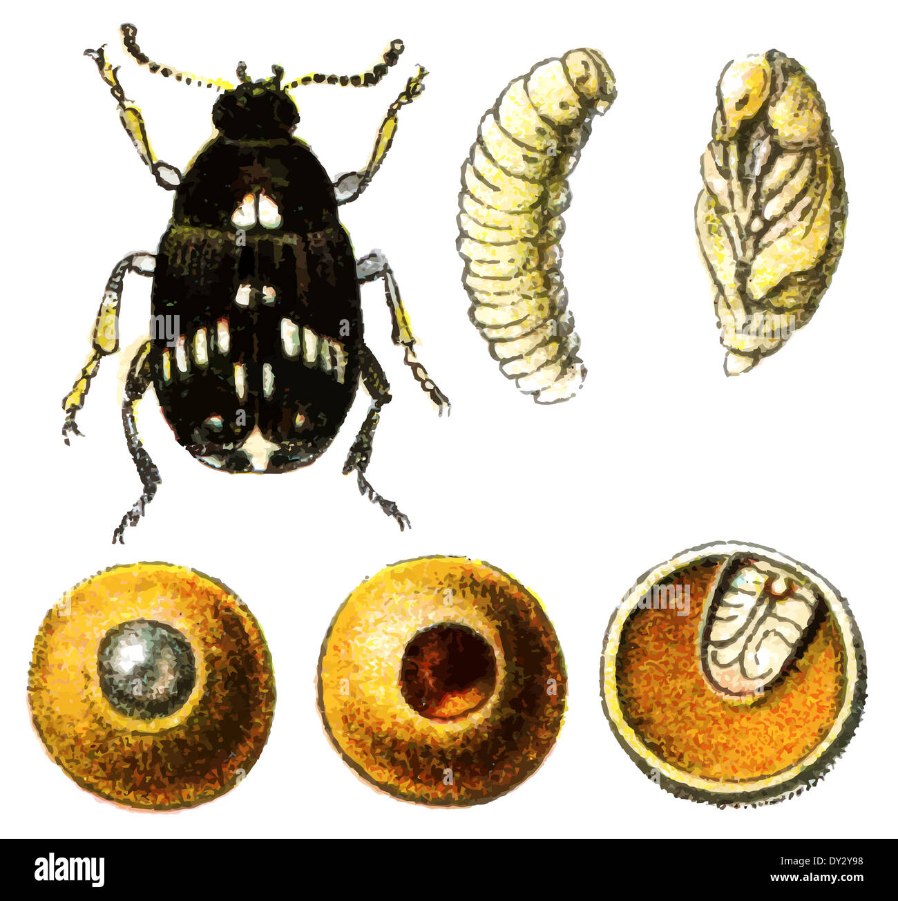 Insect pest Pea weevil (Bruchus pisorum Stock Photo - Alamy