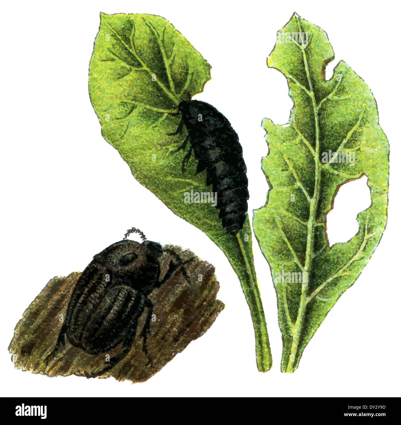 Silphidae hi-res stock photography and images - Alamy