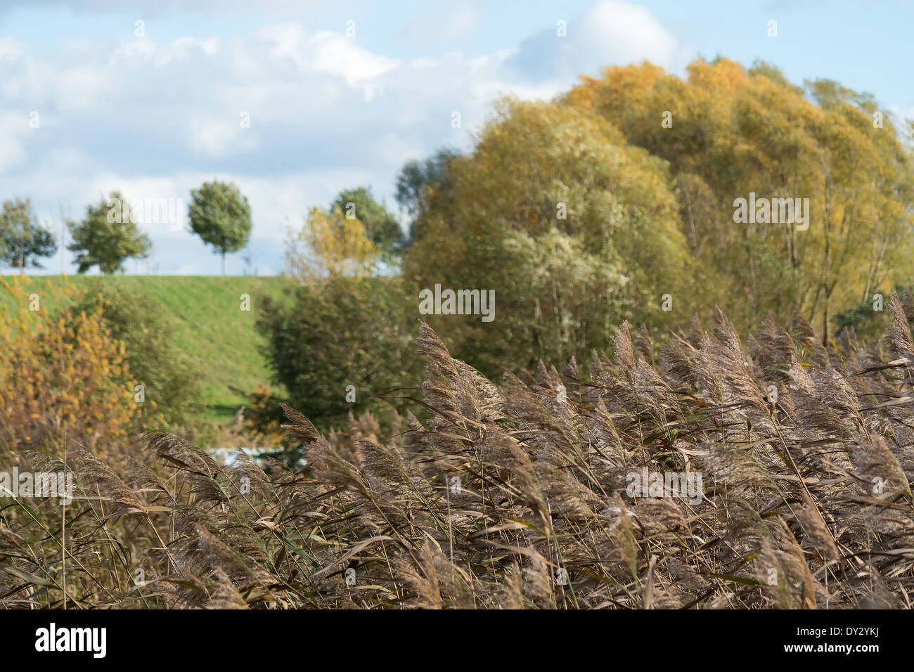 Dried grass. Background Stock Photo - Alamy