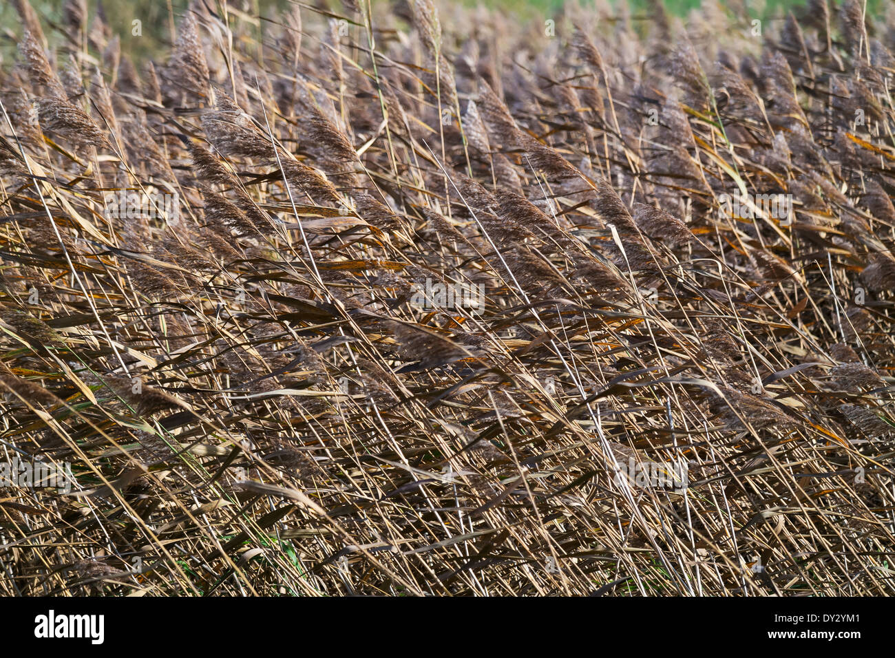 Dried grass. Background Stock Photo - Alamy