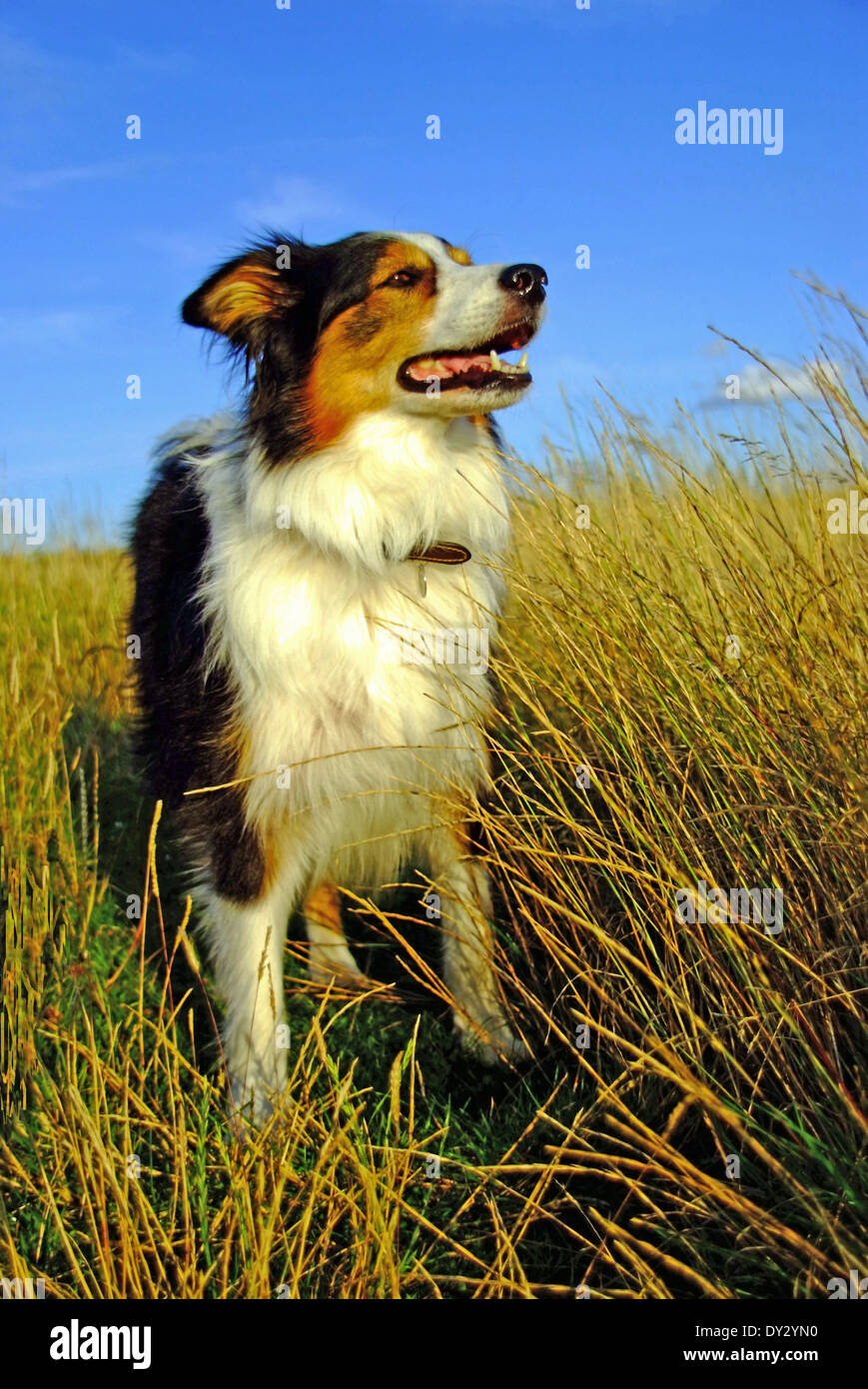 Tri Colored Border collie on summers walk in field Stock Photo - Alamy