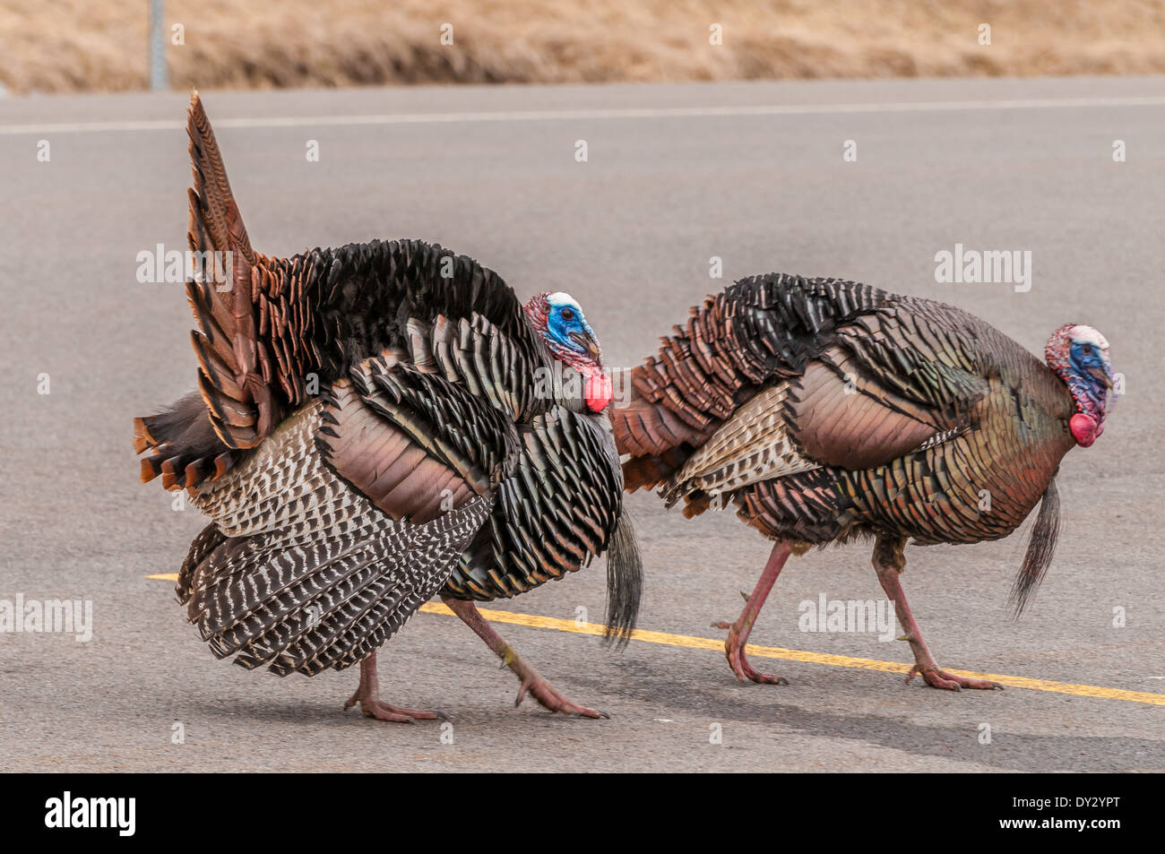 Strutting male wild turkey displaying in the spring mating season Stock ...