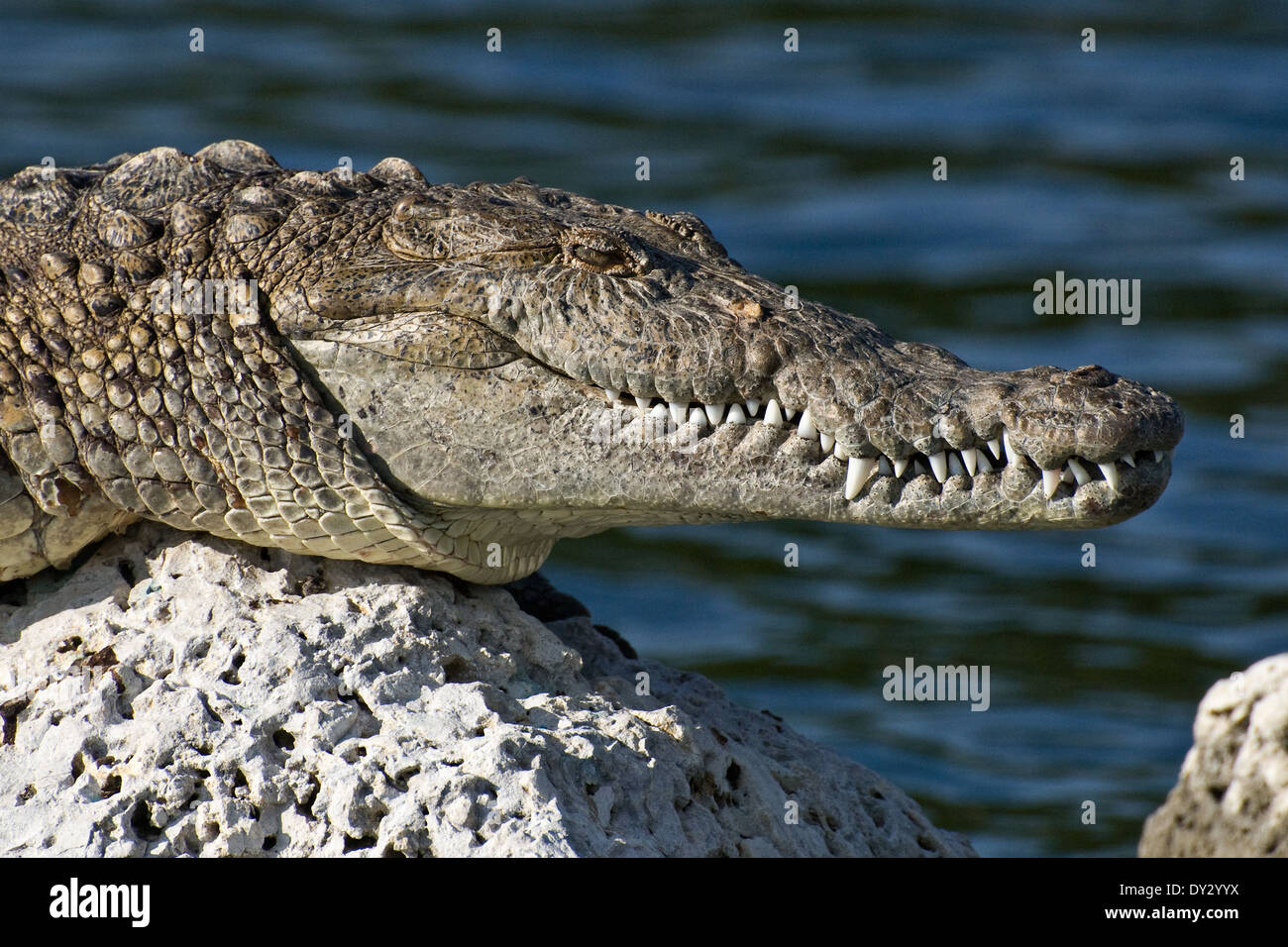 Crocodile Feet Tf