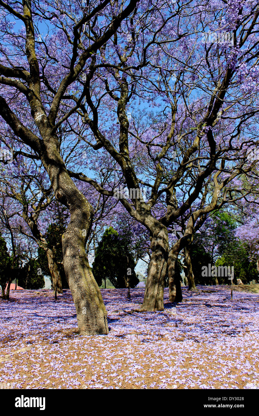 Spring in Mexico City, jacaranda trees in bloom Stock Photo - Alamy
