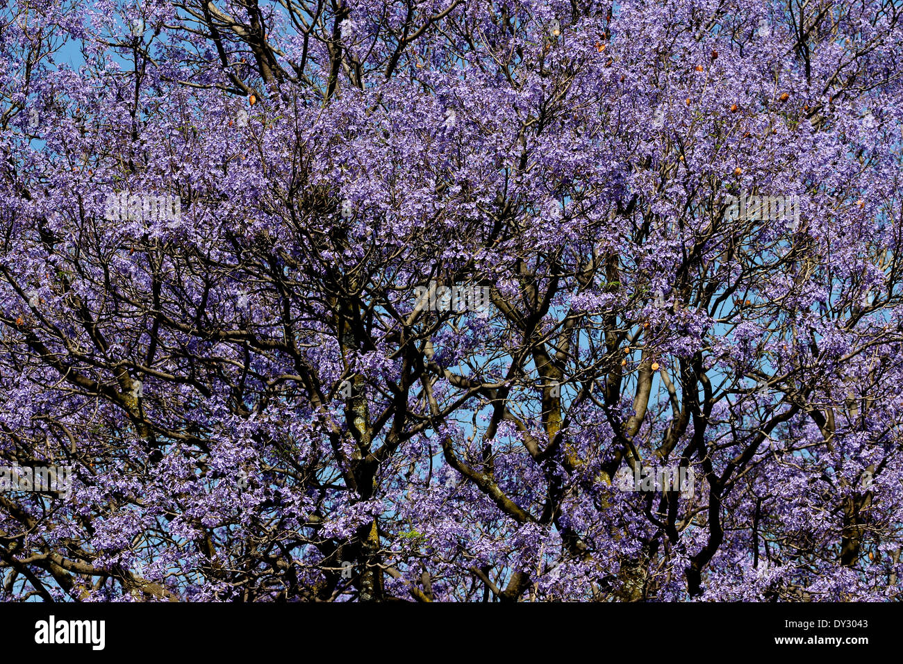 Spring in Mexico City, jacaranda trees in bloom Stock Photo - Alamy