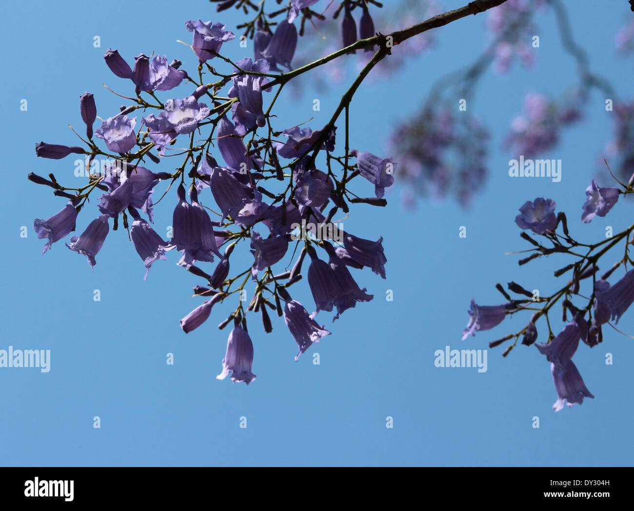 Spring in Mexico City, jacaranda trees in bloom Stock Photo - Alamy