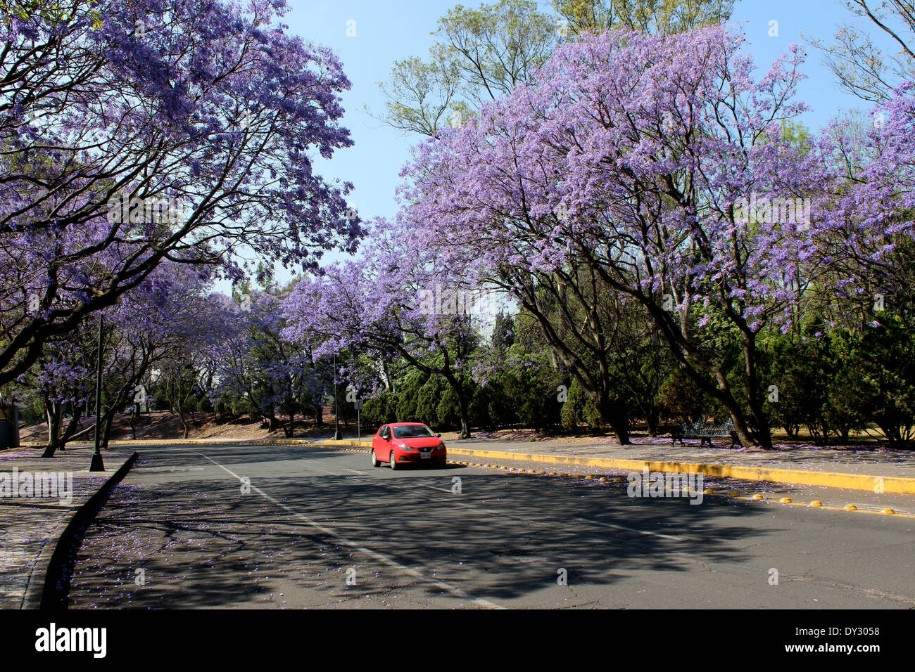 Spring in mexico city jacaranda hi-res stock photography and images - Alamy