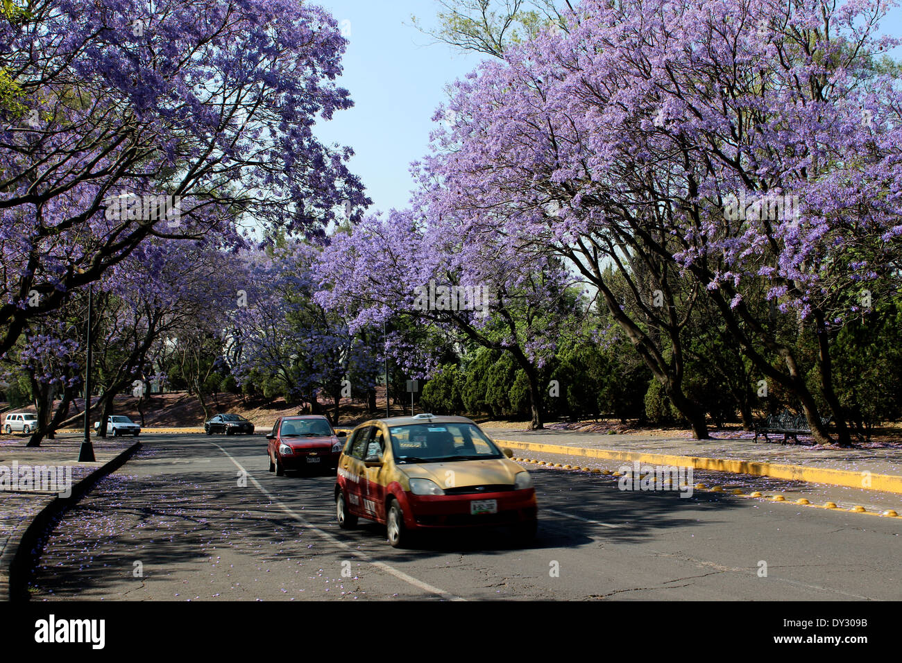 Spring in Mexico City, jacaranda trees in bloom Stock Photo - Alamy