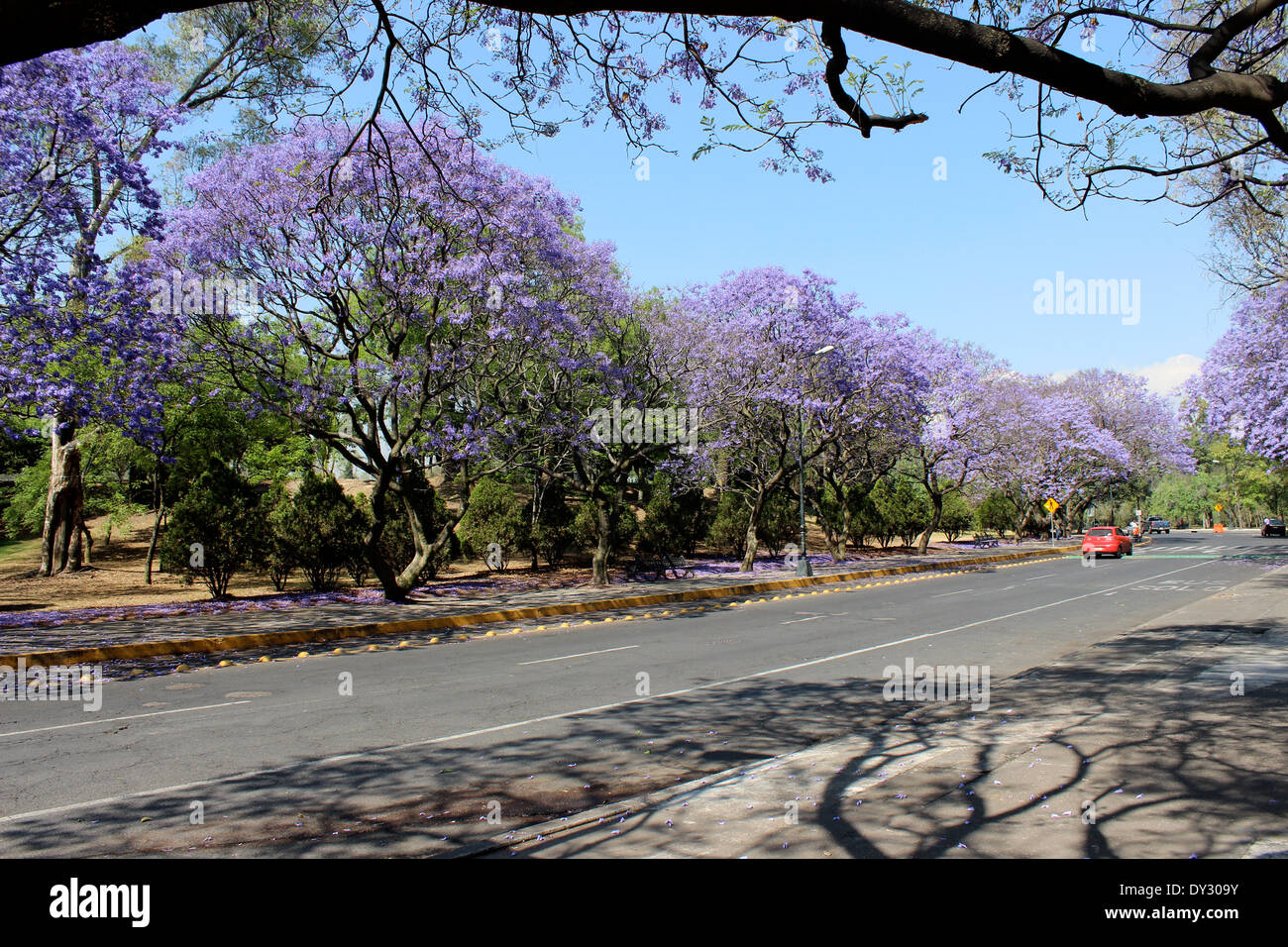 Spring in Mexico City, jacaranda trees in bloom Stock Photo - Alamy