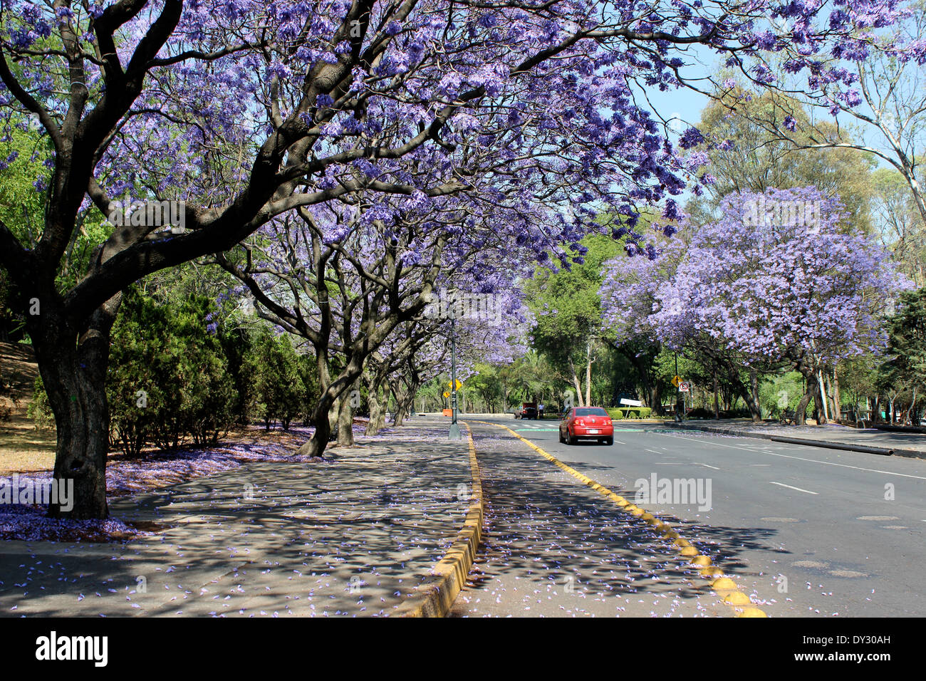 Spring in Mexico City, jacaranda trees in bloom Stock Photo - Alamy