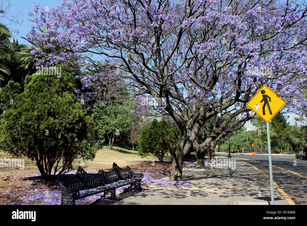 Spring in Mexico City, jacaranda trees in bloom Stock Photo - Alamy