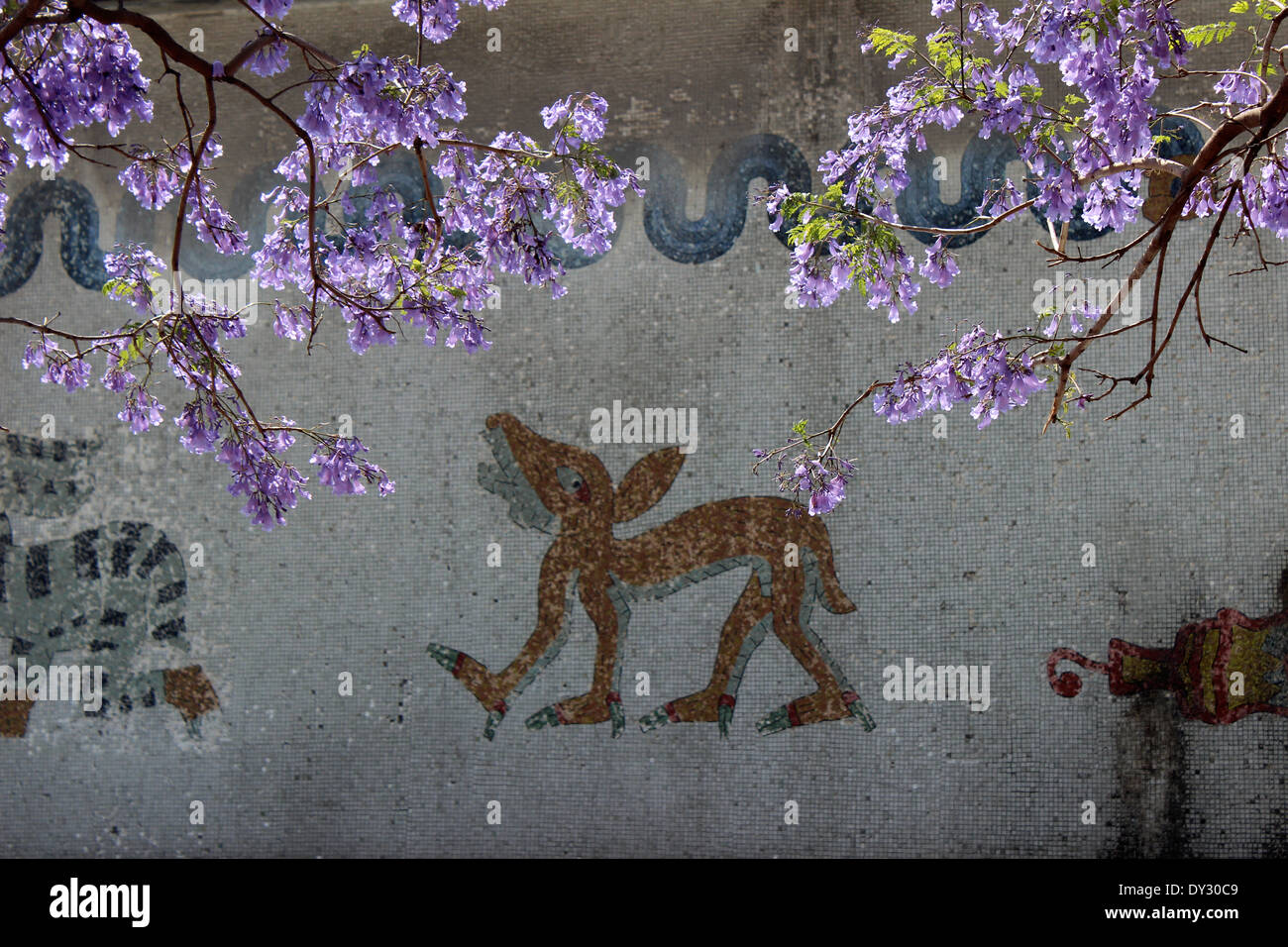 Spring in Mexico City, jacaranda trees in bloom Stock Photo - Alamy