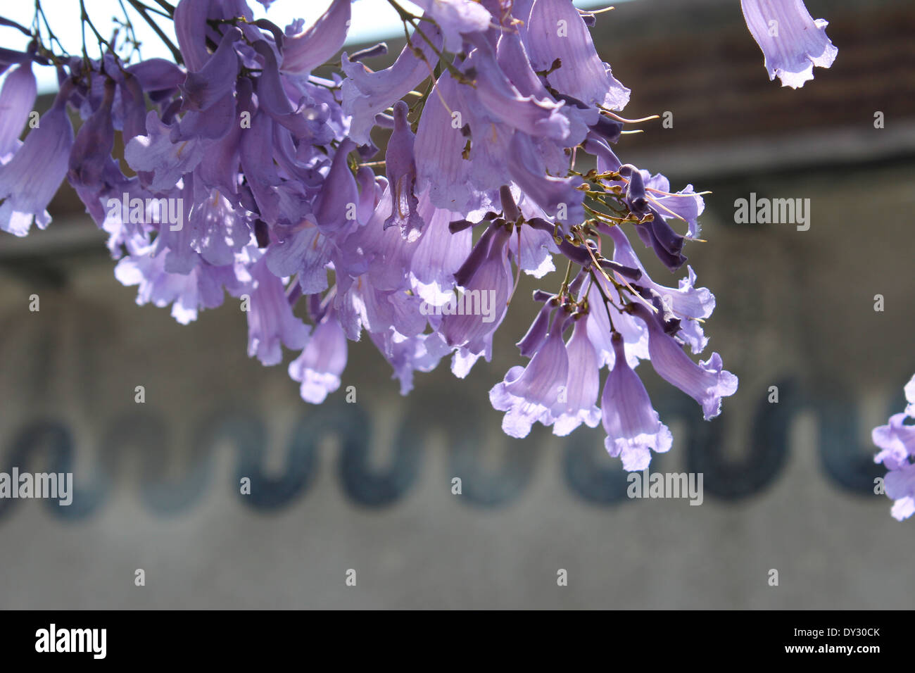 Spring in Mexico City, jacaranda trees in bloom Stock Photo - Alamy