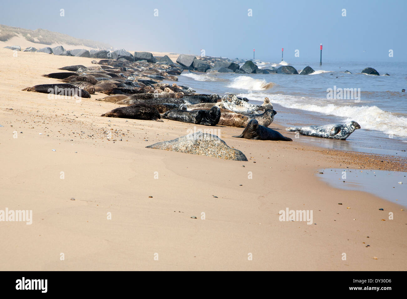 Colony of seals hi-res stock photography and images - Alamy
