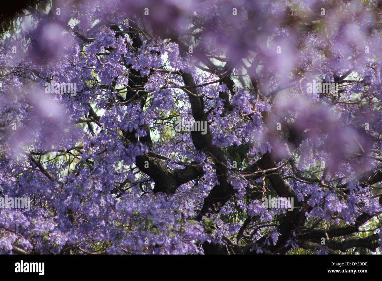 Spring in Mexico City, jacaranda trees in bloom Stock Photo - Alamy