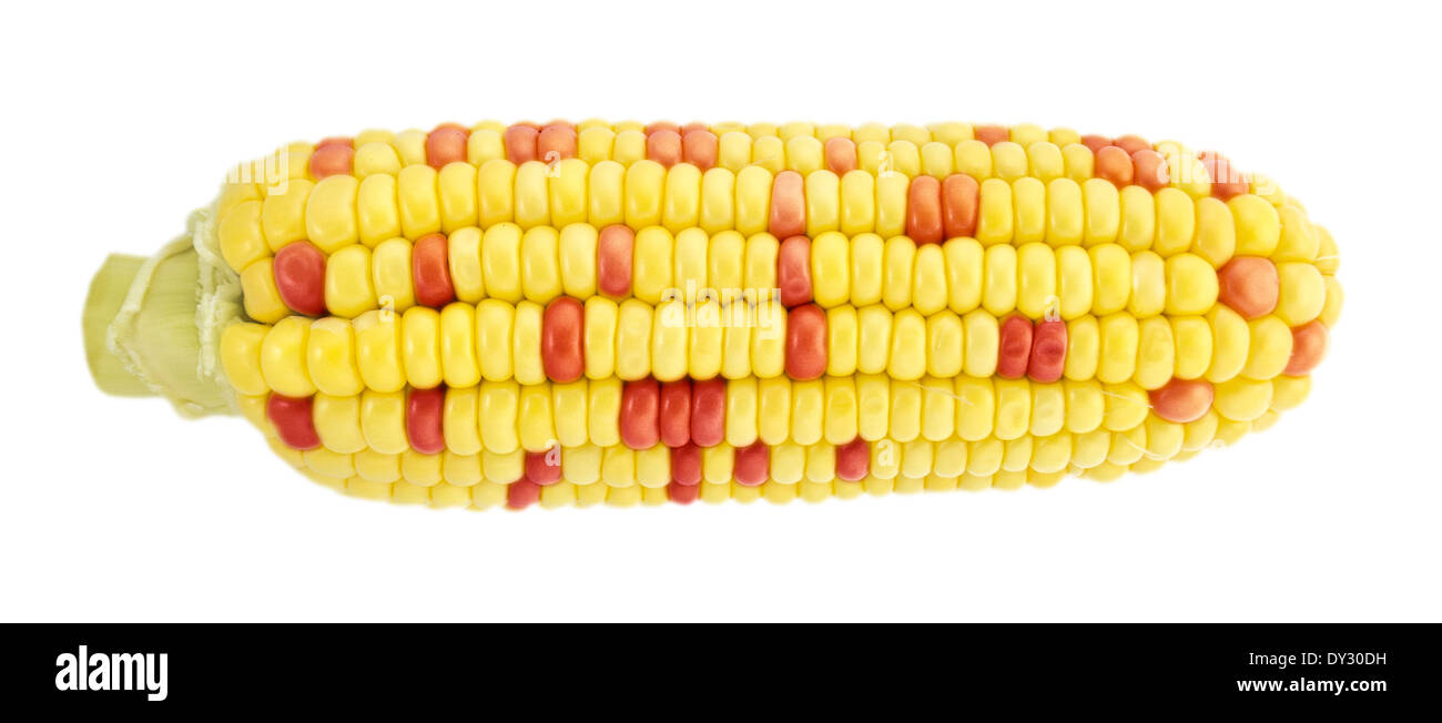 ear of corn isolated on a white background (with clipping work path ...