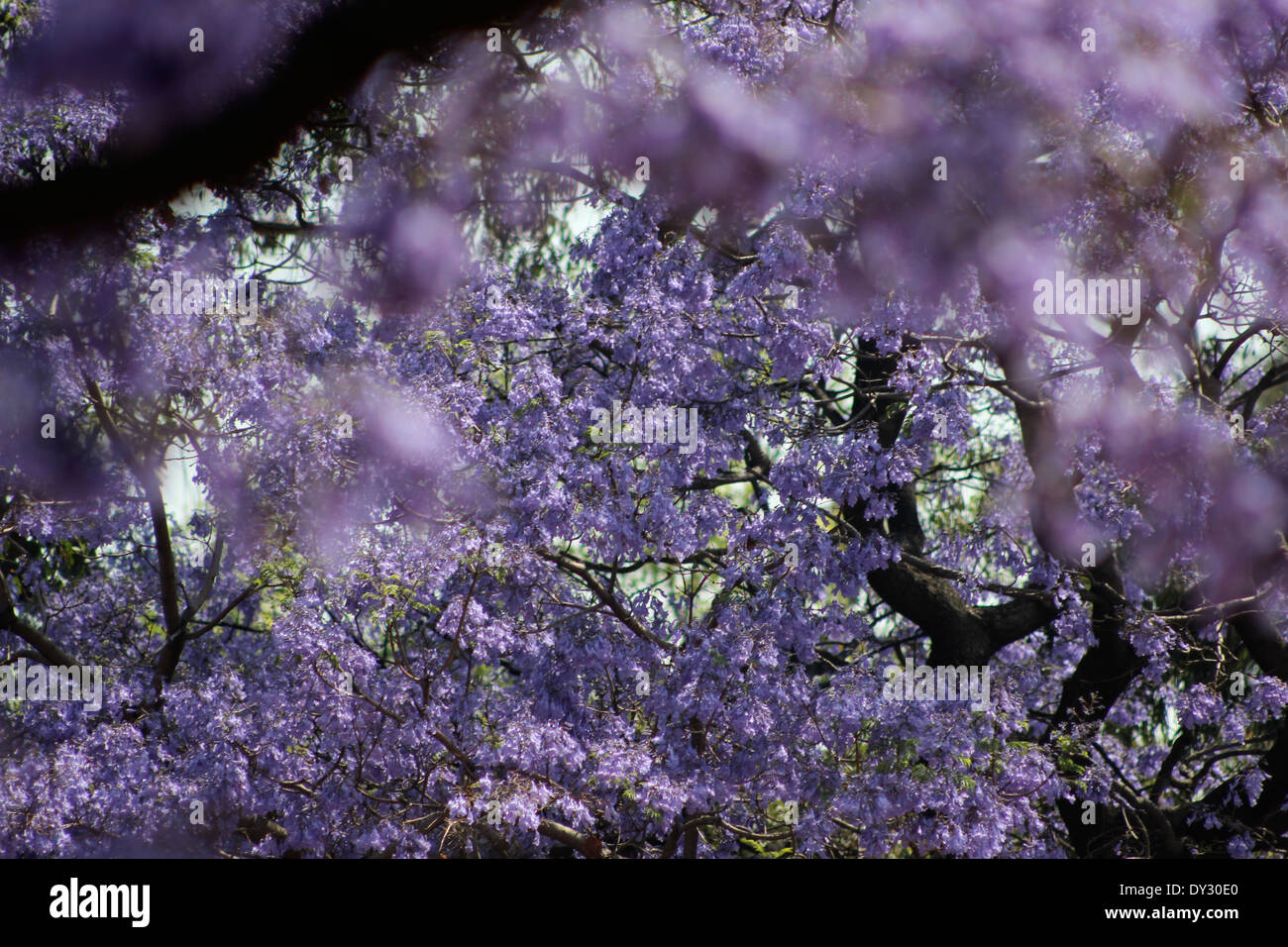Jacaranda trees mexico city hi-res stock photography and images - Alamy