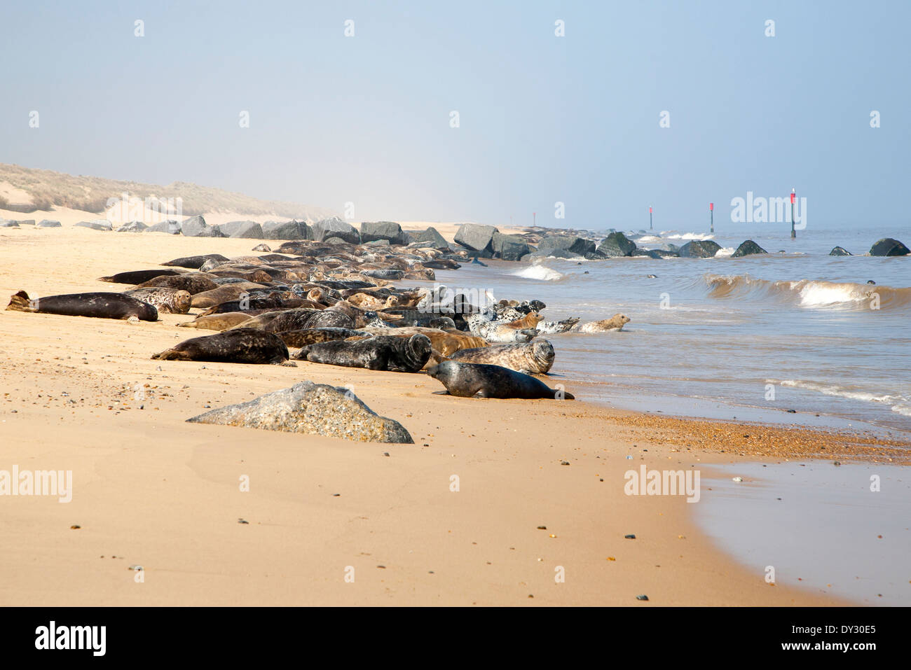 Colony Of Seals High Resolution Stock Photography and Images - Alamy