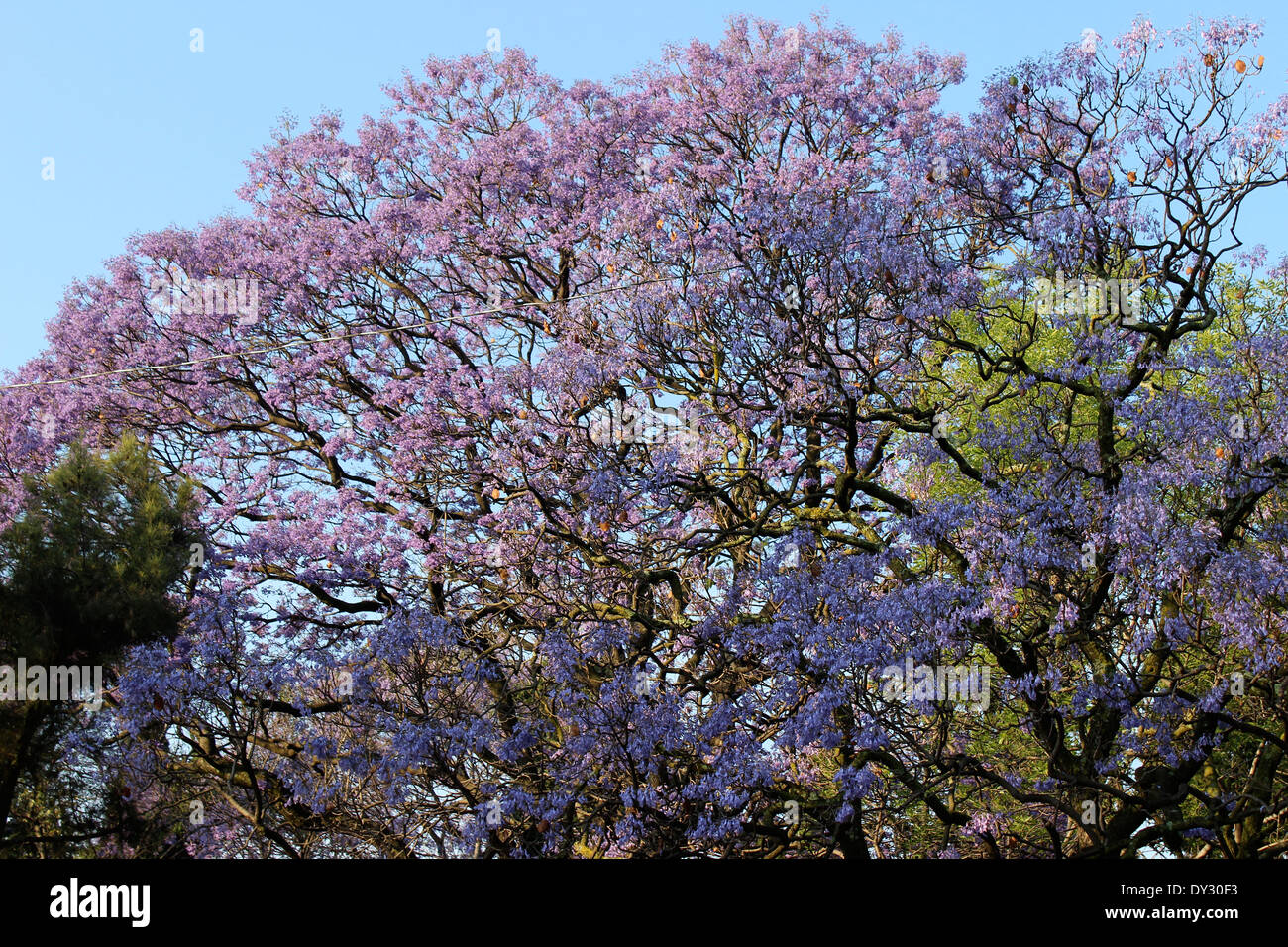 Spring in Mexico City, jacaranda trees in bloom Stock Photo - Alamy
