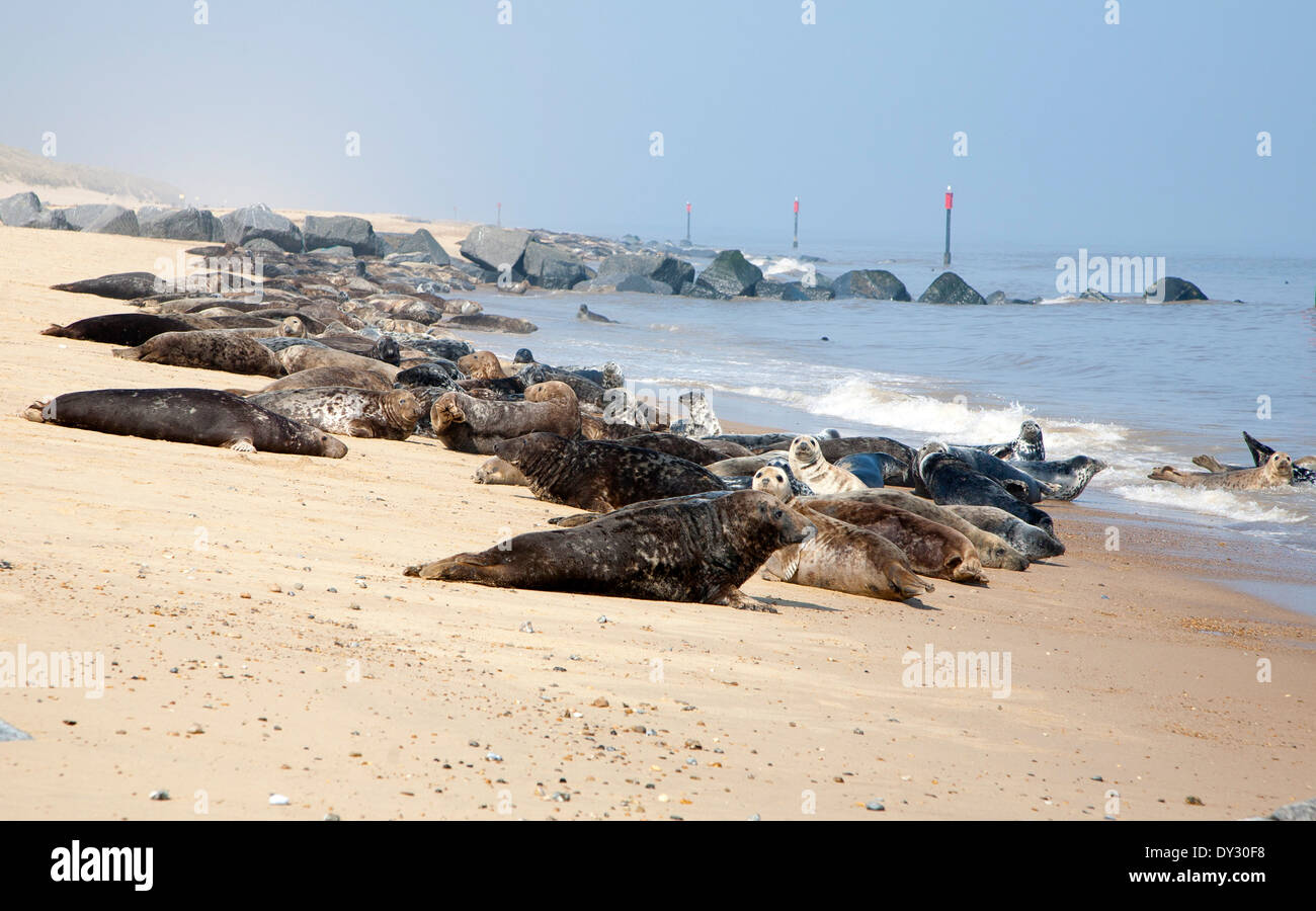 Grey seals horsey beach hi-res stock photography and images - Alamy