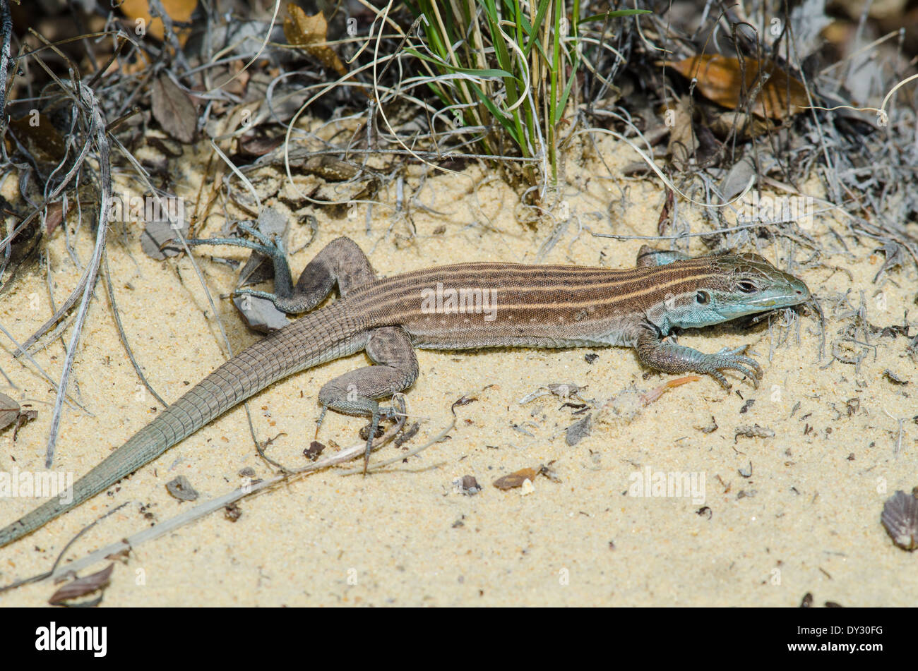 Plateau Striped Whiptail, (Aspidiscelis velox), Ojito Wilderness ...