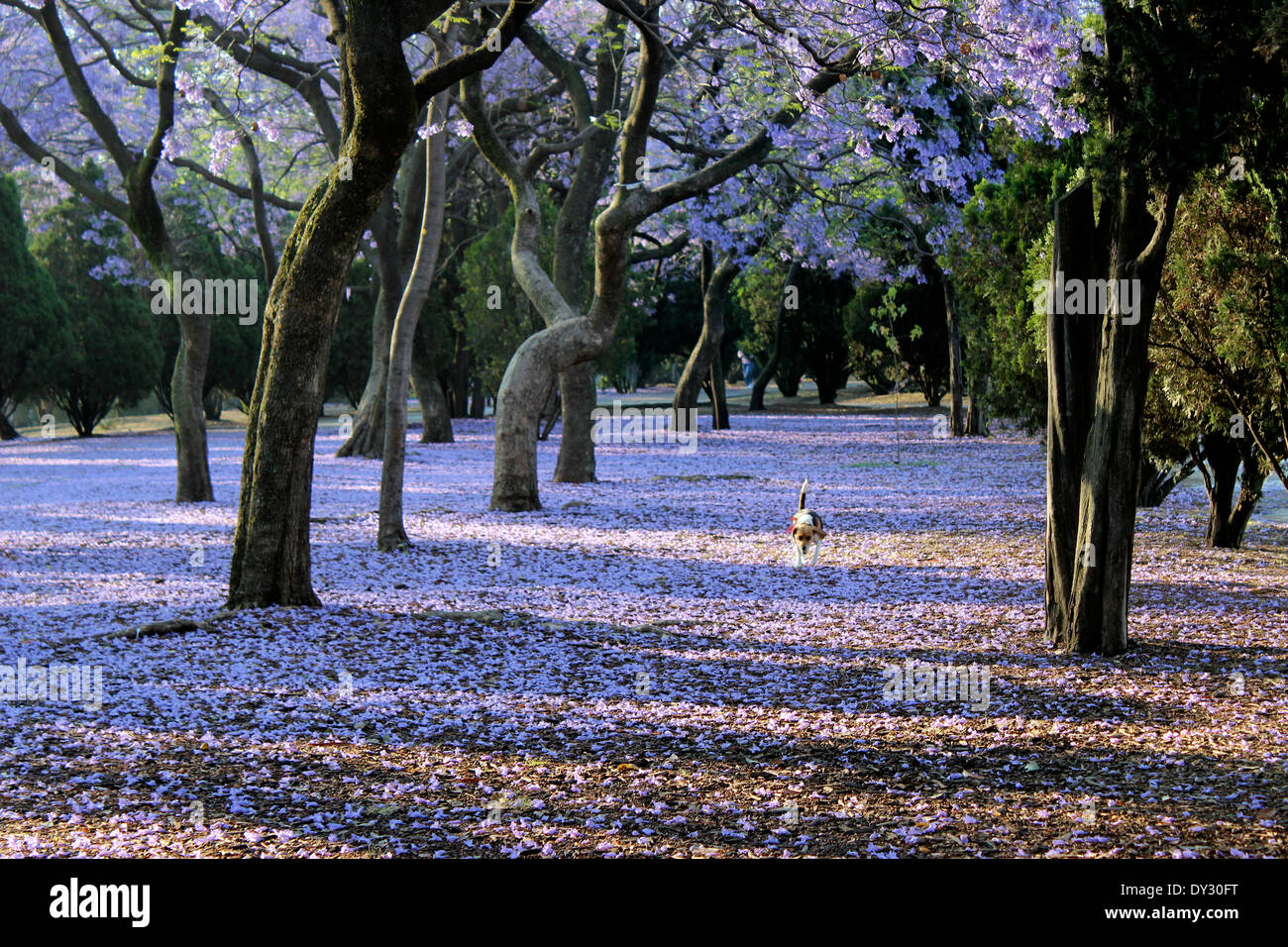 Spring in Mexico City, jacaranda trees in bloom Stock Photo - Alamy