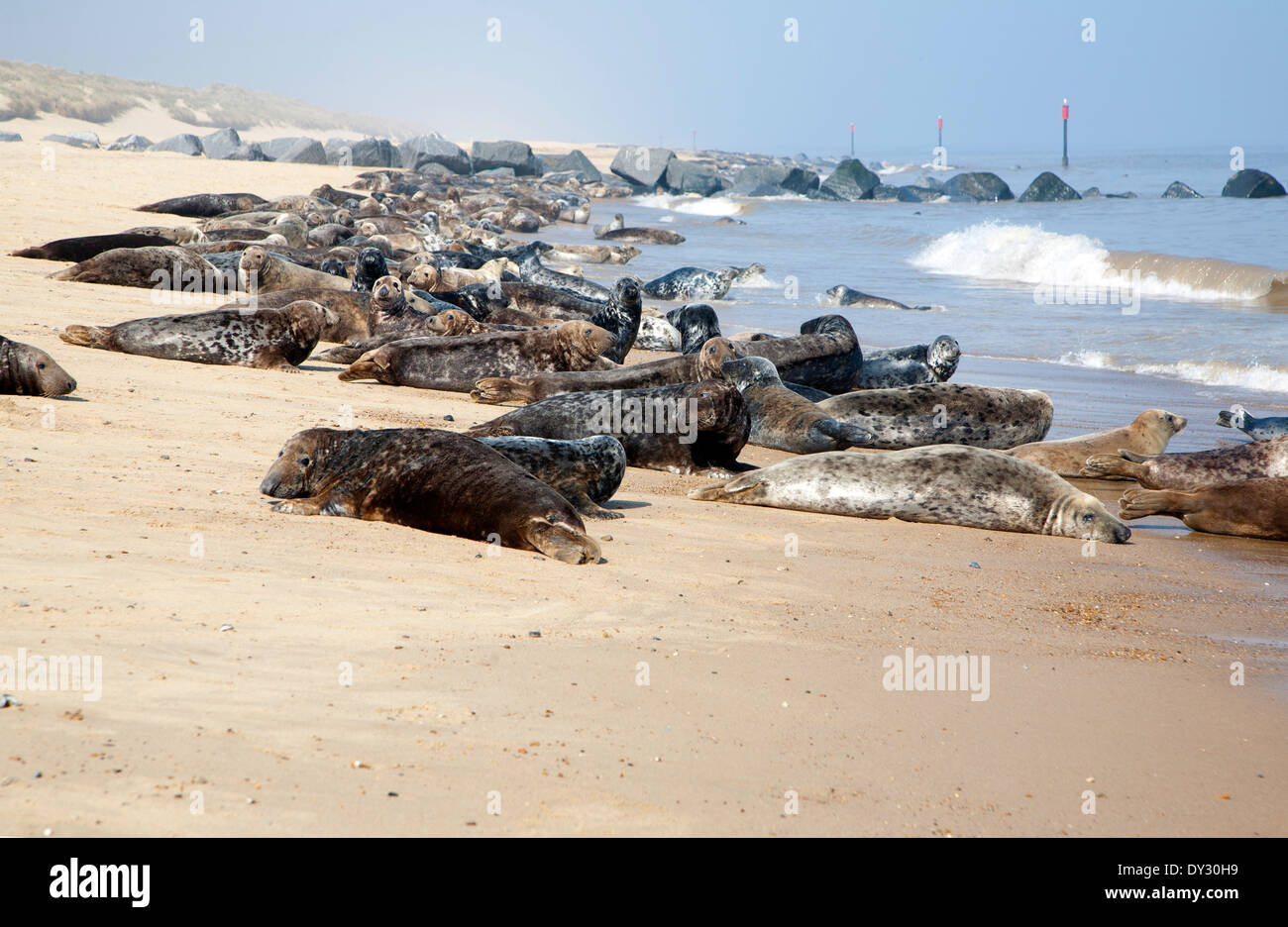 Grey seals horsey beach hi-res stock photography and images - Alamy
