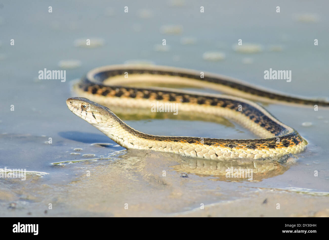 New Mexico Garter Snake, (Thamnophis sirtalis dorsalis), hunting fish ...