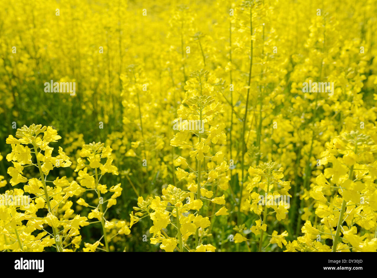 Rapeseed flower field hi-res stock photography and images - Alamy