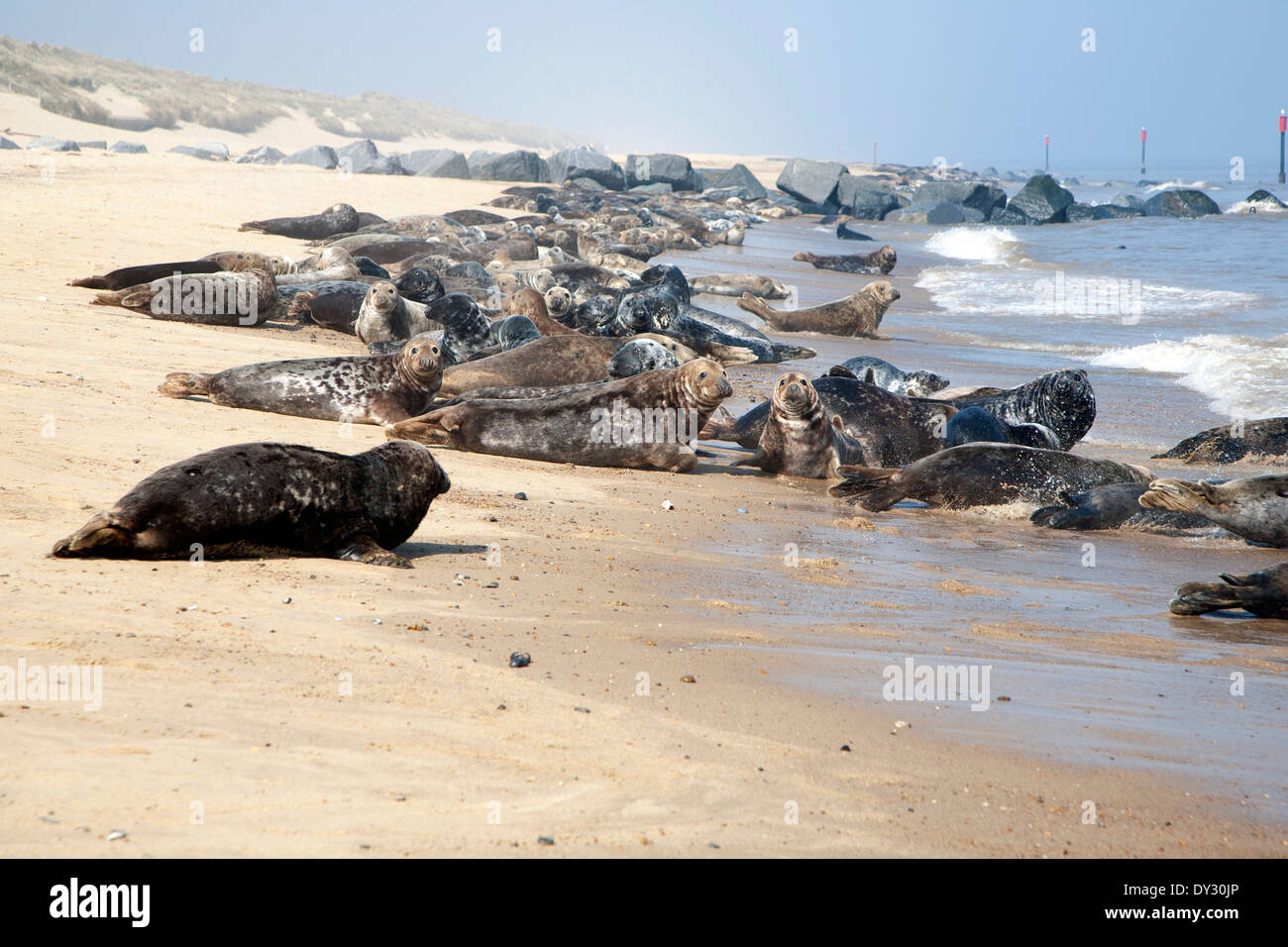 Horsey beach seals hi-res stock photography and images - Alamy