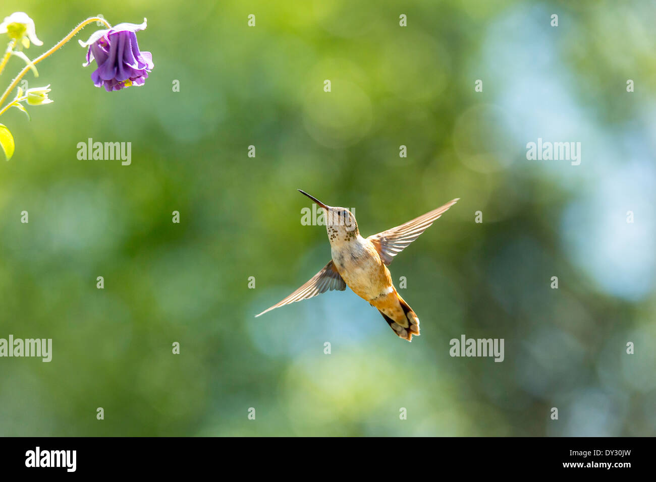 Hummingbird selasphorus rufus columbine hi-res stock photography and ...