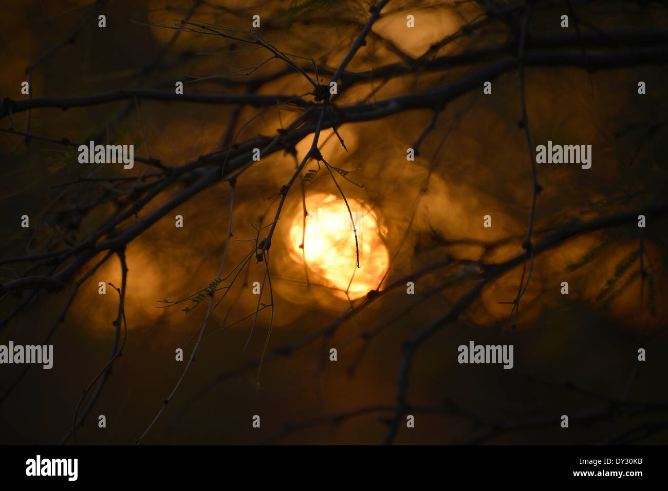 Bosque mesquite hi-res stock photography and images - Alamy