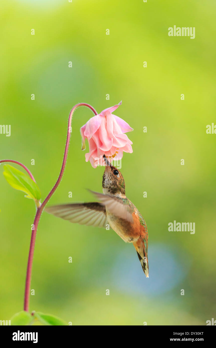 A hummingbird and a columbine flower Stock Photo - Alamy