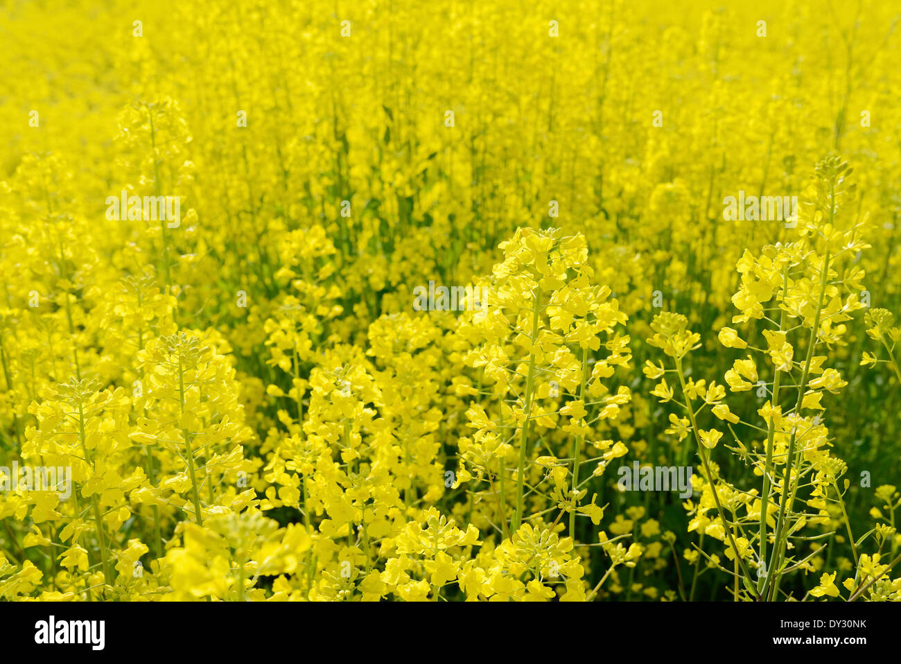 rapeseed flower in a field Stock Photo - Alamy