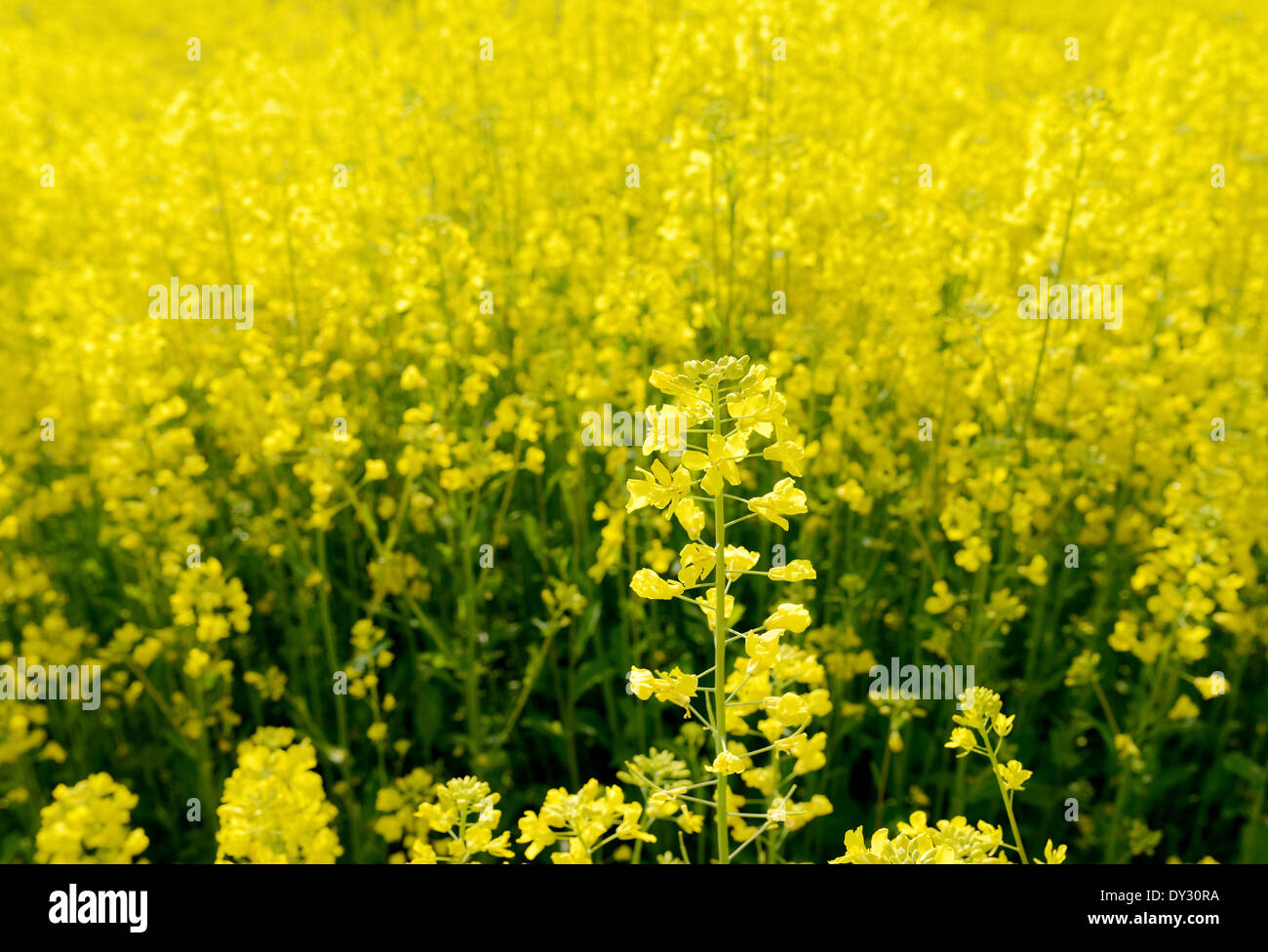 rapeseed flower in a field Stock Photo - Alamy