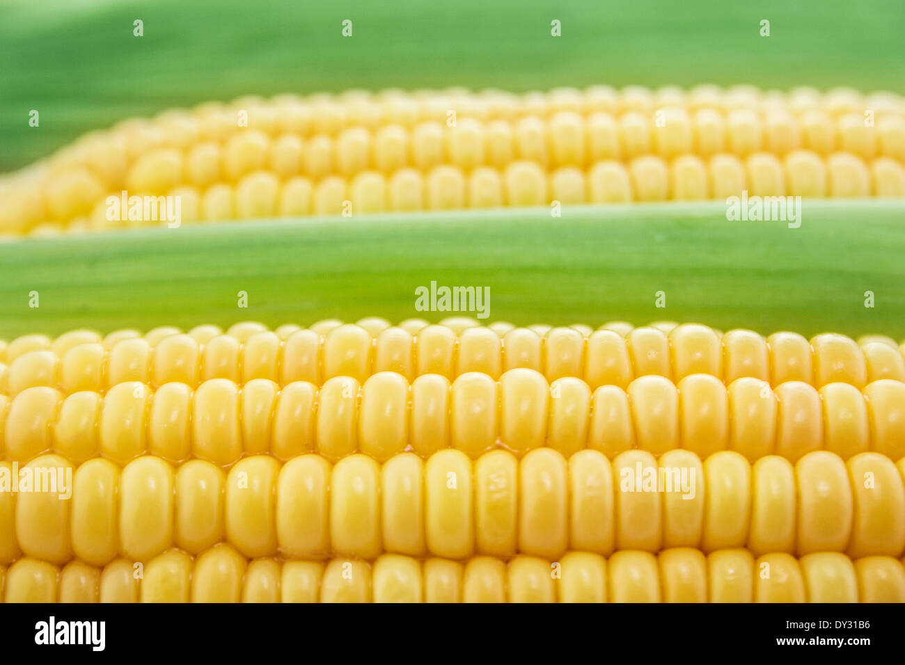 Growing corn leaves leaf isolated hi-res stock photography and images ...