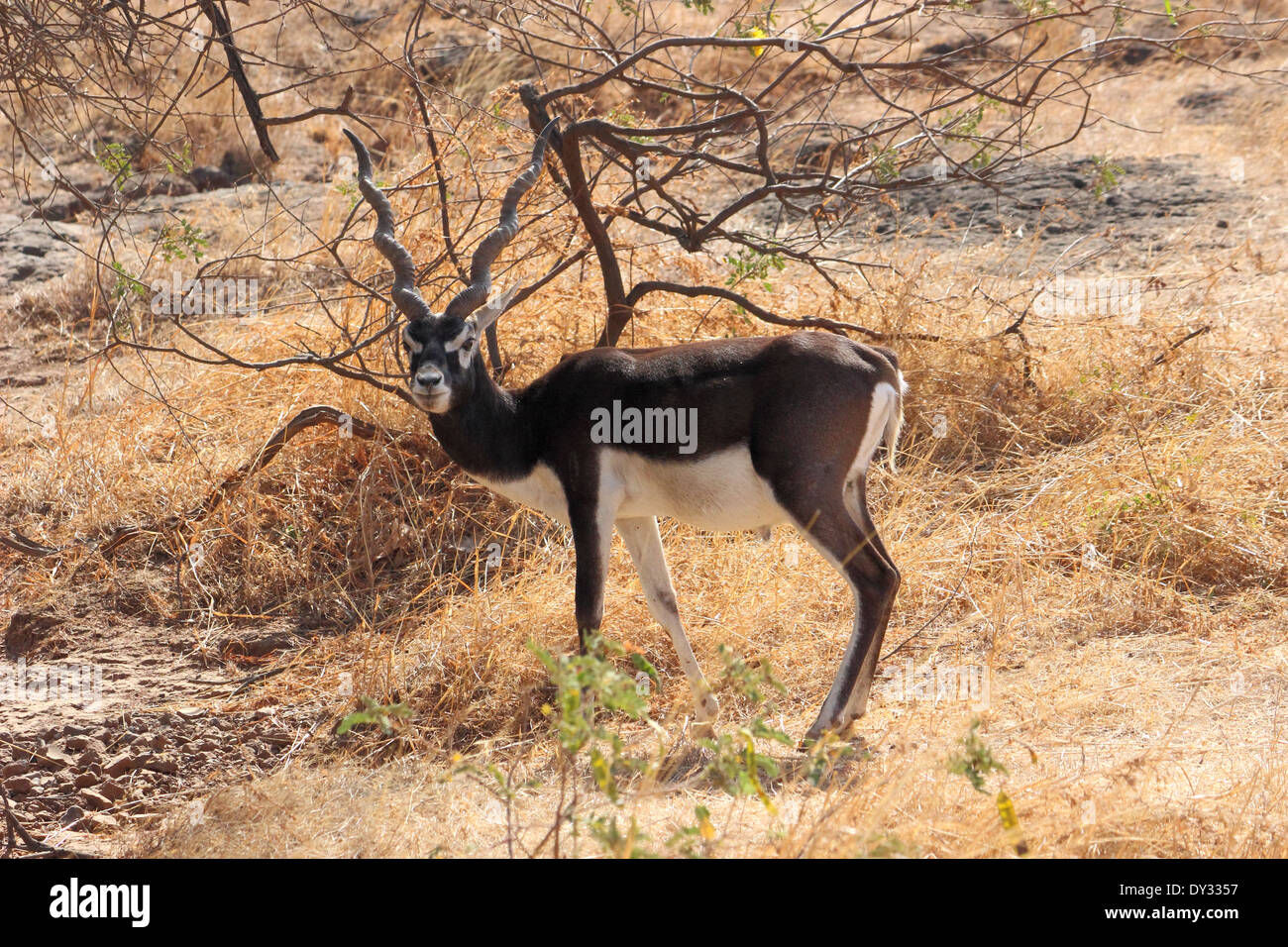 Black buck, (Antilope cervicapra Stock Photo - Alamy