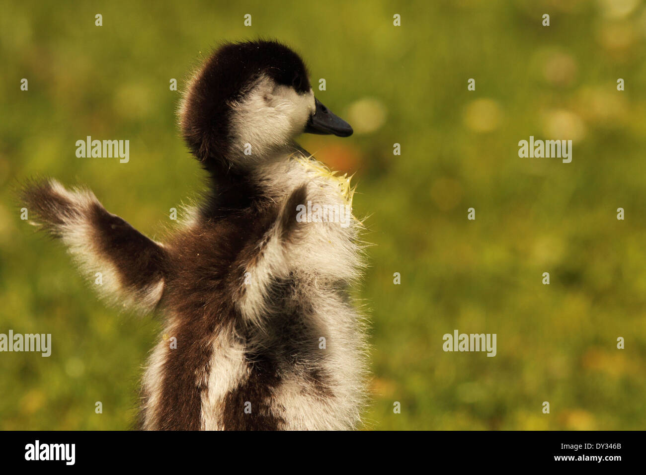 Baby bird flying hi-res stock photography and images - Alamy