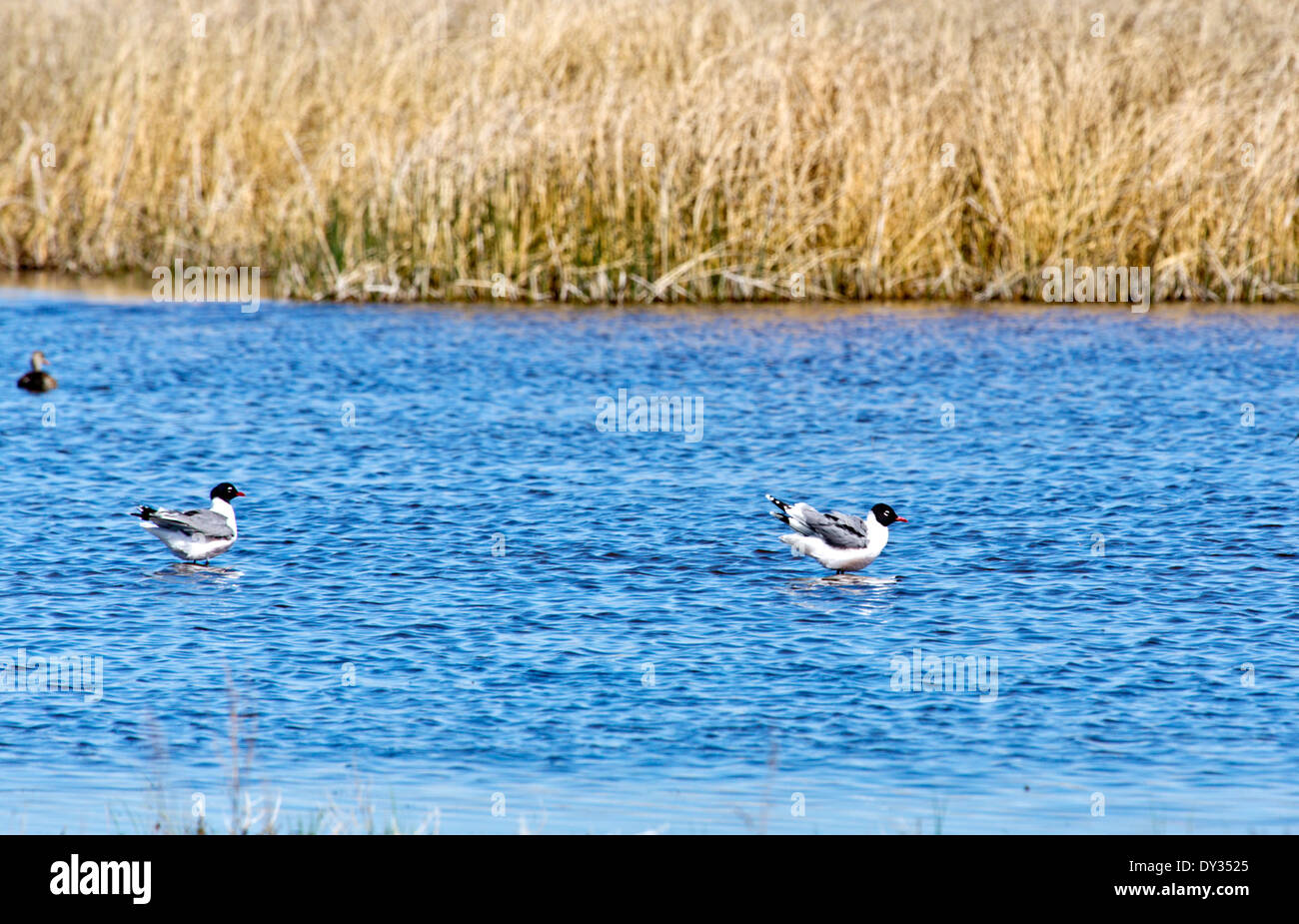 Franklins gulls hi-res stock photography and images - Alamy