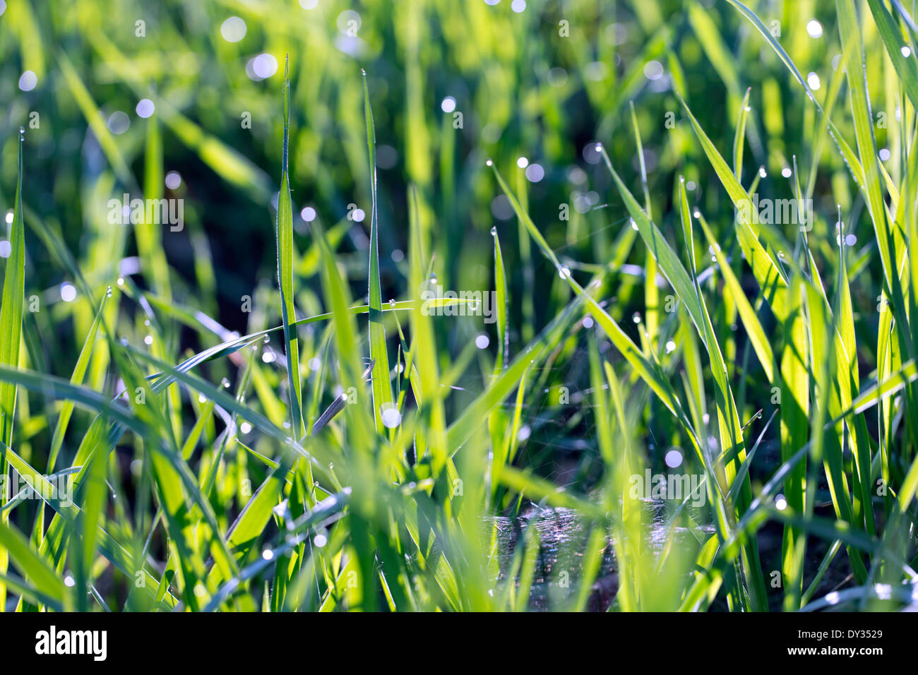 Grasses with dew drops hi-res stock photography and images - Alamy