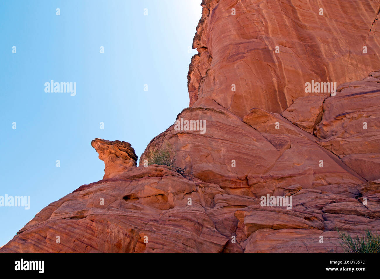 Blue lizard on rock hi-res stock photography and images - Alamy