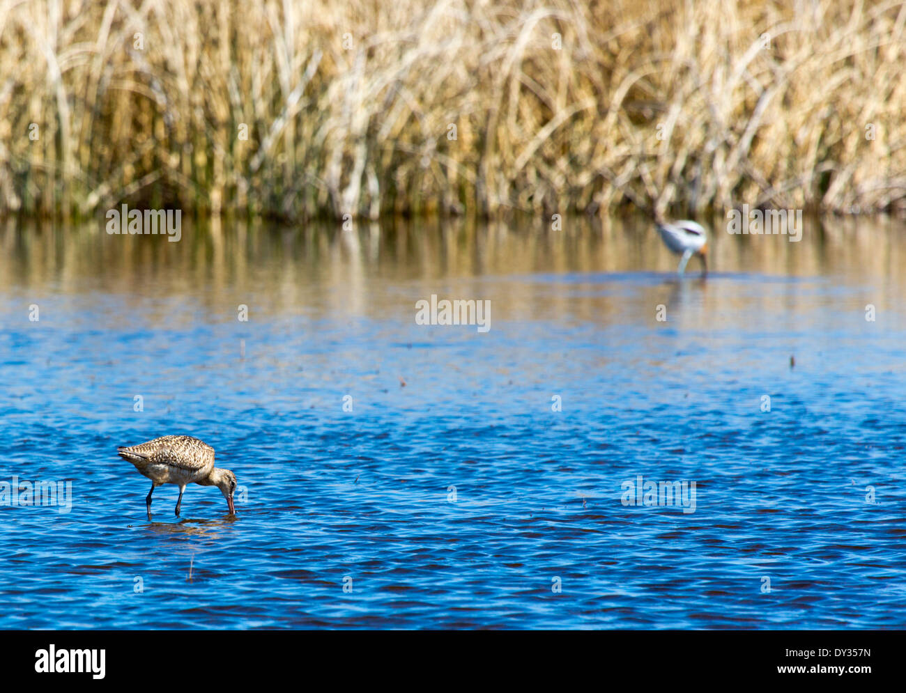 Marbled godwit in flight hi-res stock photography and images - Alamy