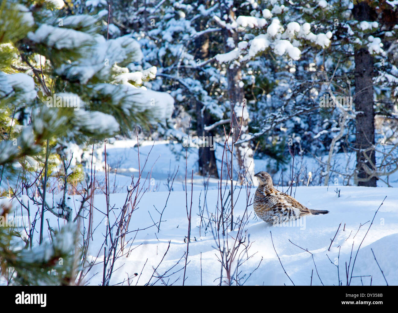 A ruffed grouse in a snowy field in Alberta, Canada Stock Photo - Alamy