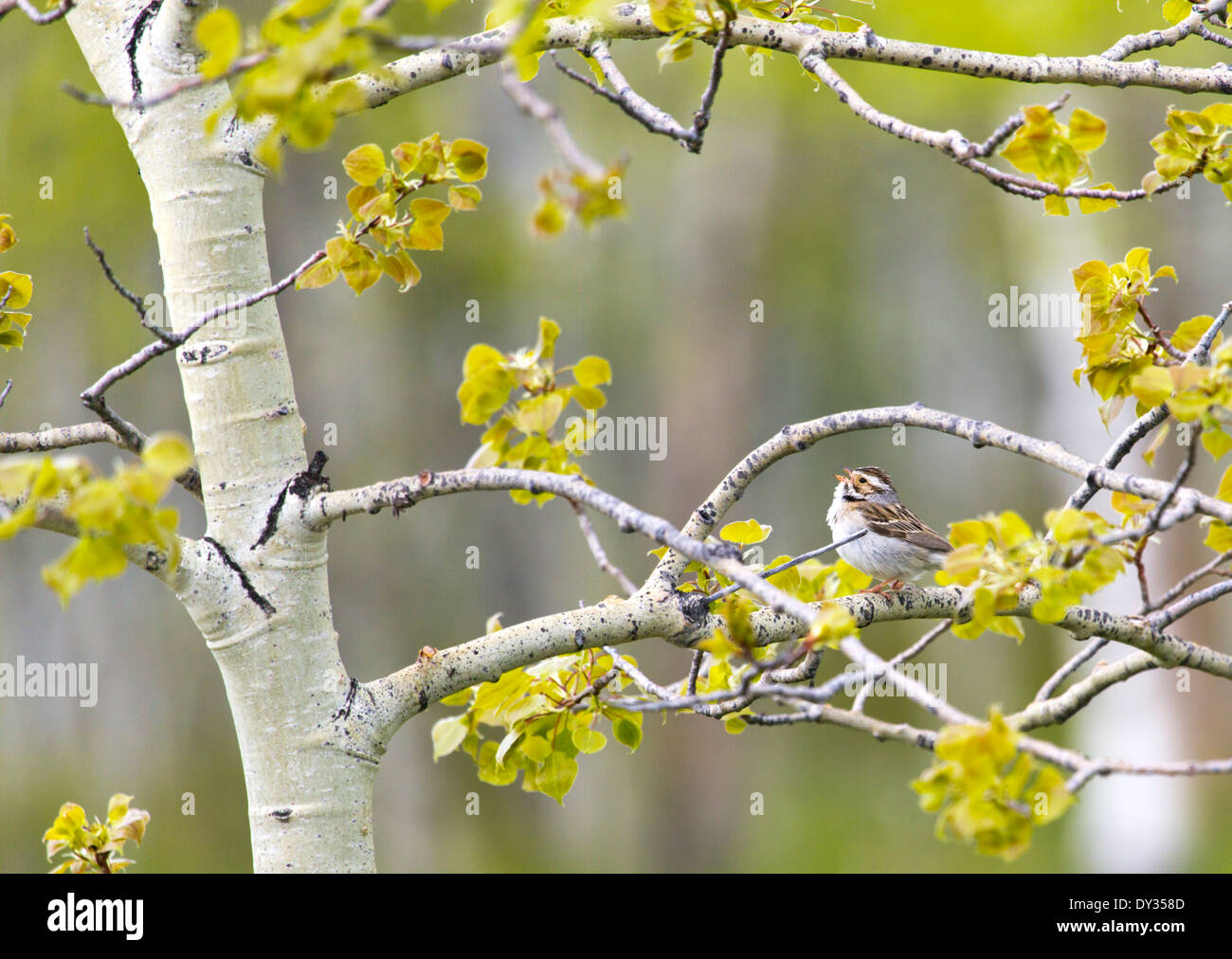 Singing tree hi-res stock photography and images - Alamy