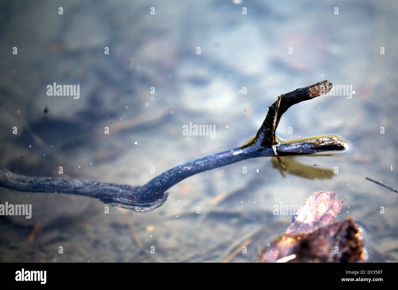 A broken twig in browns and greys half in the water Stock Photo - Alamy